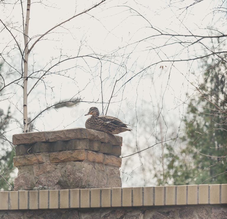 Wild Duck Sits on Stone Column Stock Image - Image of brick, plot ...