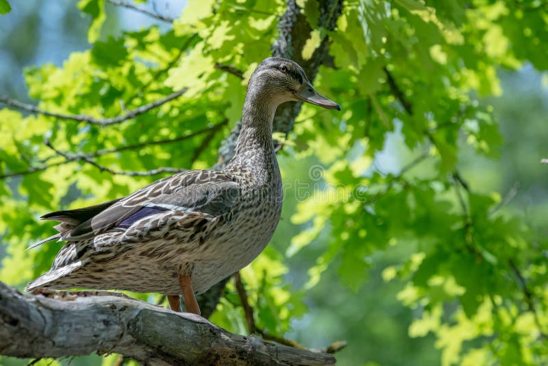 Wild Duck Sitting on a Branch Stock Image - Image of duck, branch: 71881301
