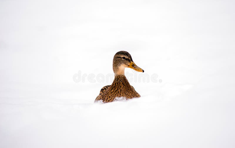 Wild duck sitting stock photo. Image of drakes, animal - 136365570