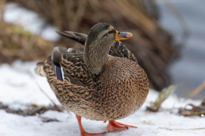 Wild Duck on the Snow Near the Lake Shore Stock Photo - Image of wild ...