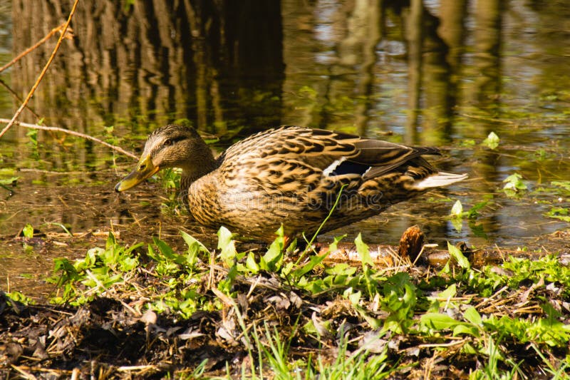 Wild Duck in Spring Near the Trees on the River Bank Stock Image ...