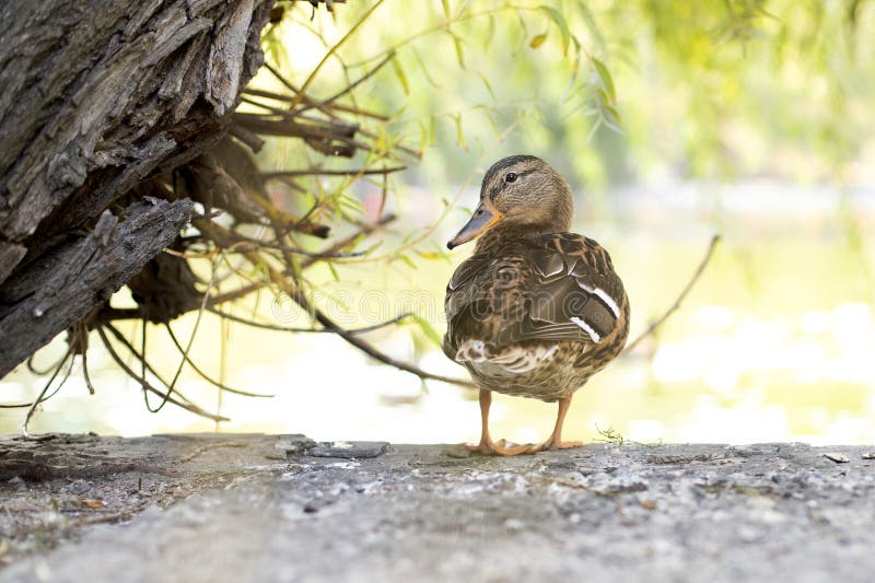 Wild Duck Stands by the Tree Stock Photo - Image of wild, beak: 210082352
