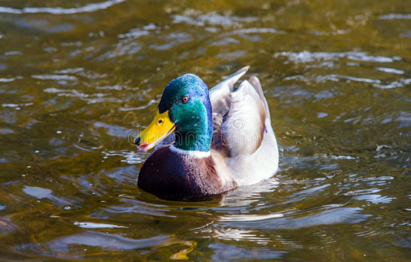 Wild Duck Swim in the Lake.Wild Duck Swim in the Lake. Stock Photo ...