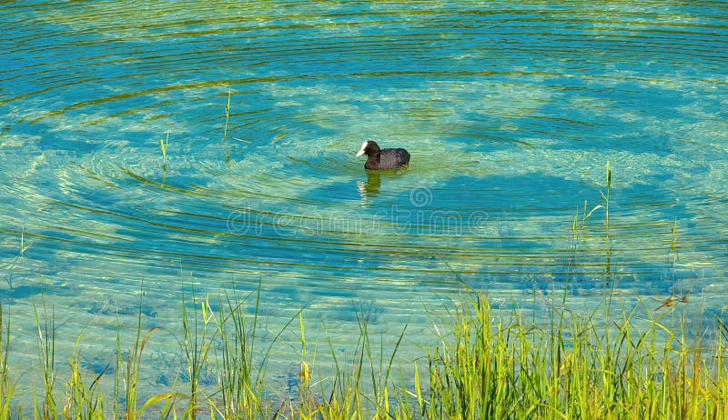 Wild Duck Swimming Alone in the Pond Stock Image - Image of nature ...
