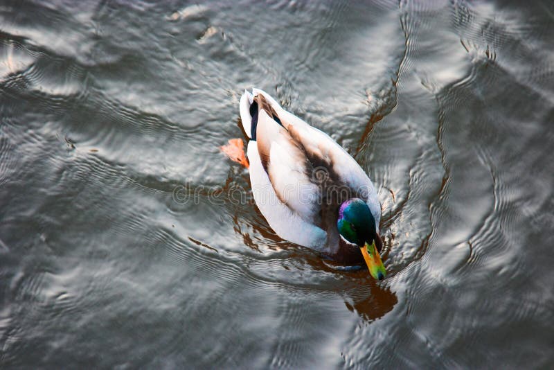 Wild Duck Swimming in Freshwater Pond Above View Stock Image - Image of ...