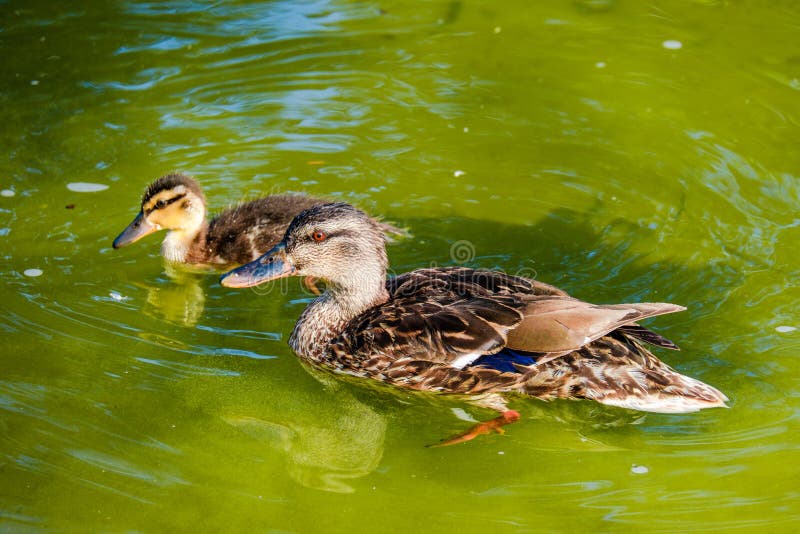 Wild Duck Swimming in Water in Small Lake in Park Stock Photo - Image ...