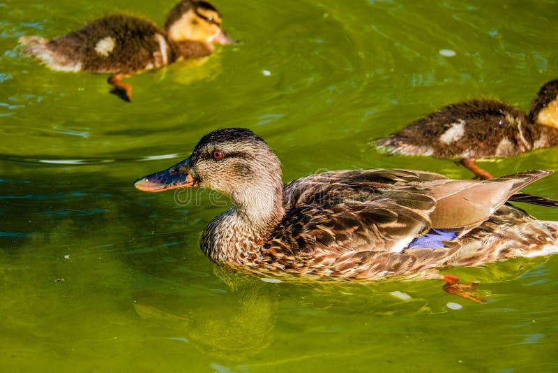 Wild Duck Swimming in Lake. Water Birds in Park Stock Image - Image of ...