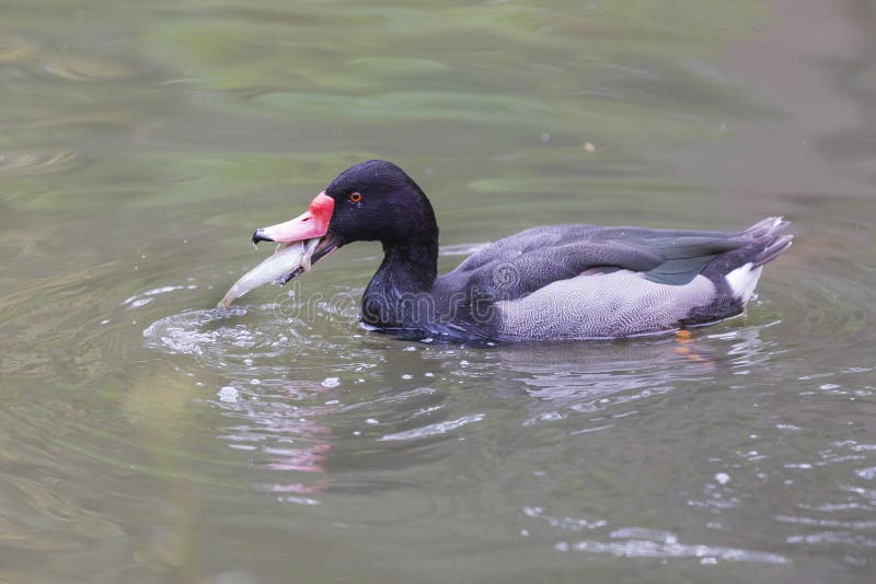 A Wild Duck Swims in the Water Stock Image - Image of male, light ...