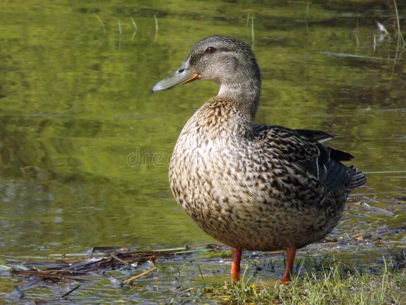 Wild Duck in Their Natural Environment Stock Image - Image of family ...
