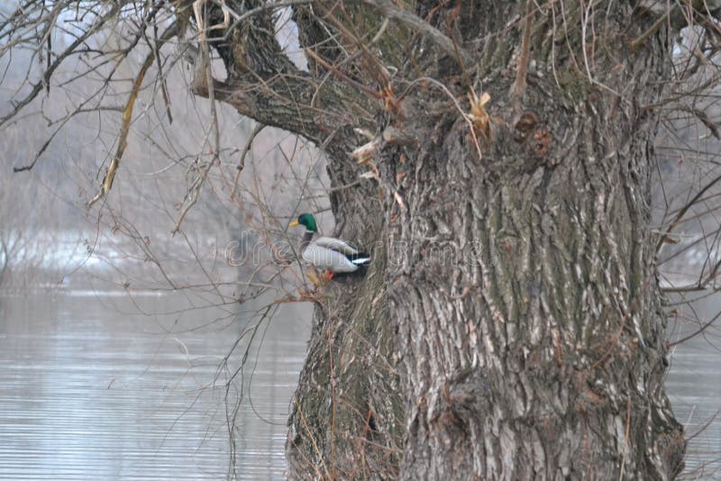 Wild Duck in Their Natural Environment. a Wild Duck on a Tree Branch ...