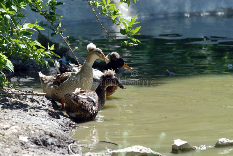 Wild duck stock image. Image of green, black, waterfowl - 35396943