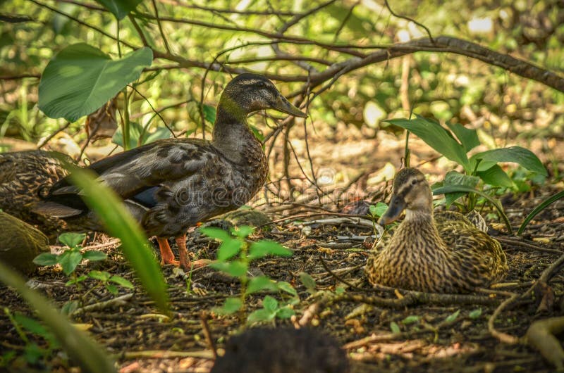 Wild Duck on the Tree Shade Stock Photo - Image of closeup, summer ...
