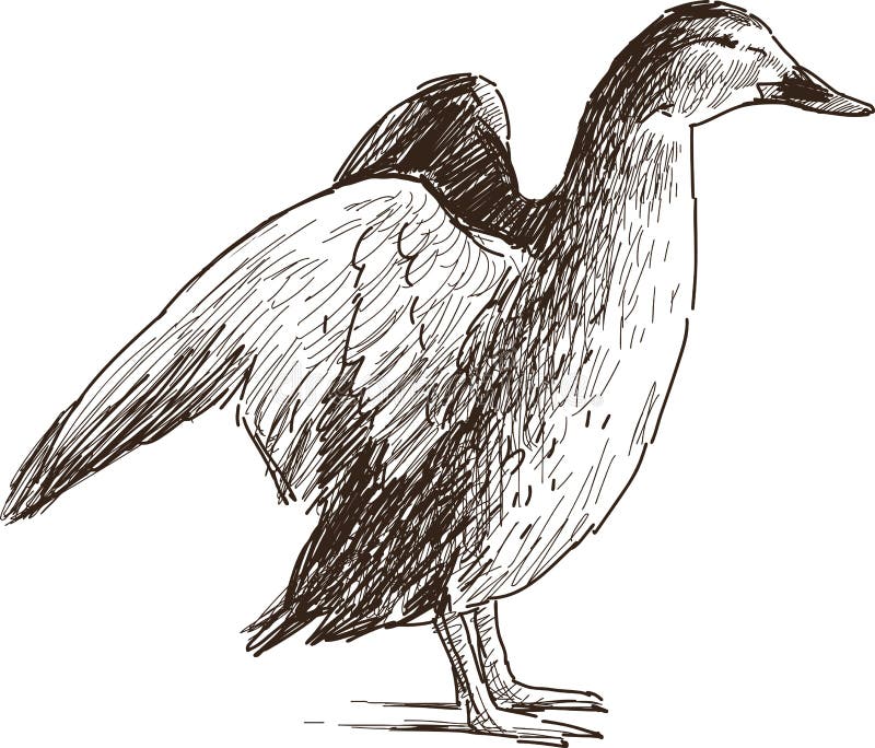 Wild duck stock vector. Illustration of bird, life, white - 39132766