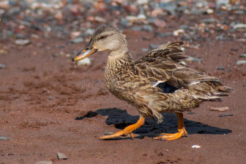Wild Duck Walking on the Ground with Pebbles Stock Image - Image of ...