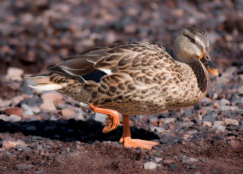Wild Duck Walking on the Ground with Pebbles Stock Image - Image of ...