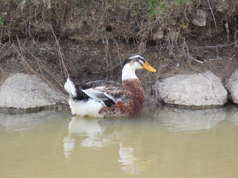 Wild duck stock image. Image of beauty, animal, boho - 220758653