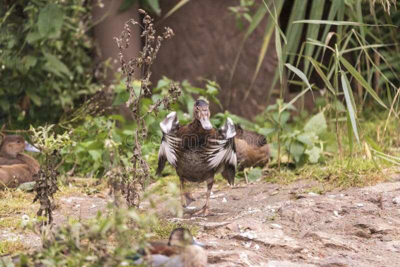 477 Duck Waving Stock Photos - Free & Royalty-Free Stock Photos from ...