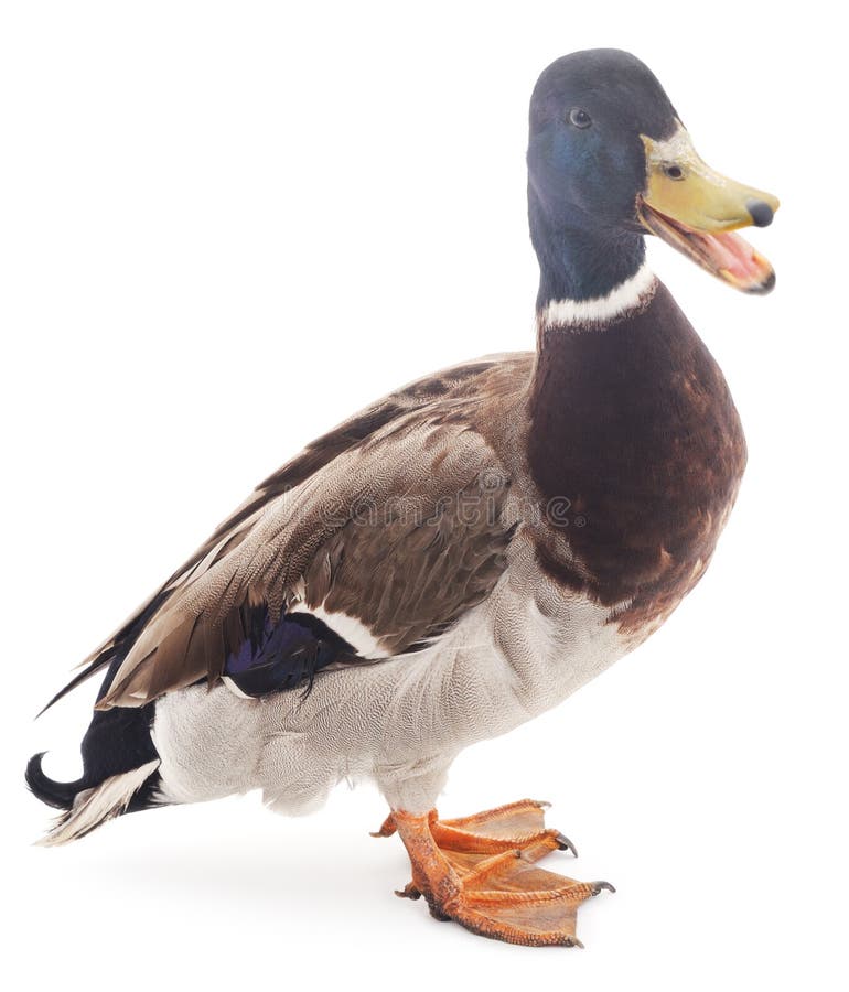 Wild duck. stock image. Image of wildfowl, brown, blue - 63861097