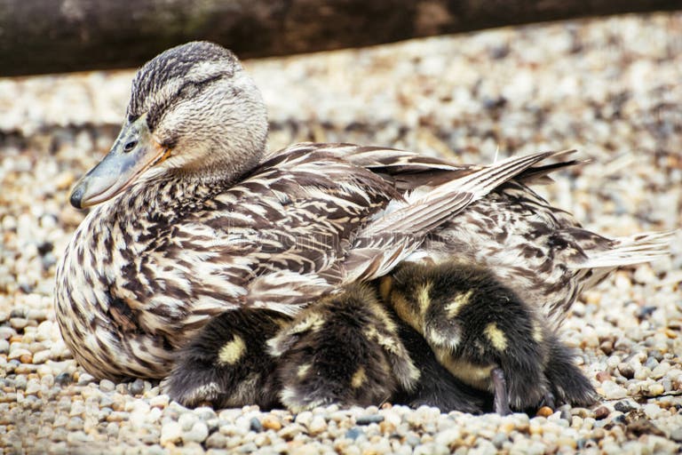 1,854 Youngs Mum Stock Photos - Free & Royalty-Free Stock Photos from ...