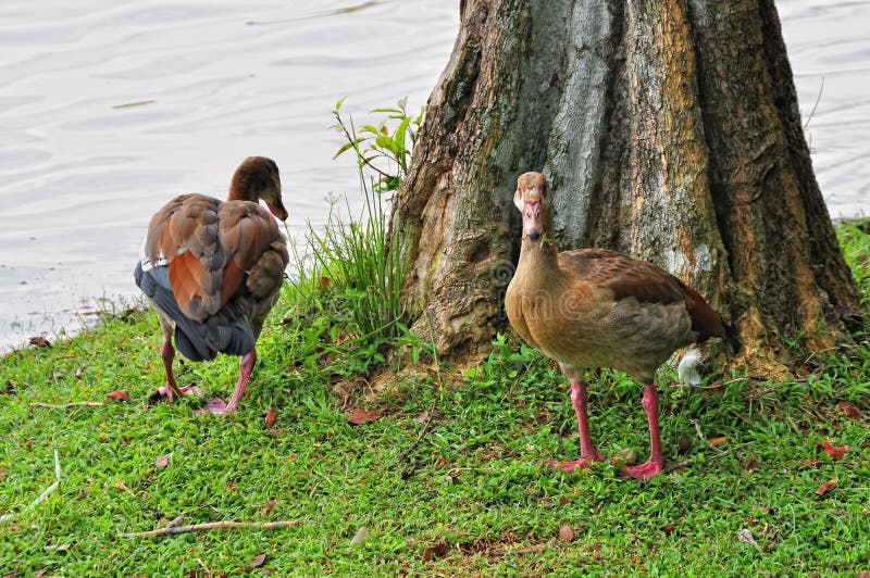 Wild Ducks Picture. Image: 18349418