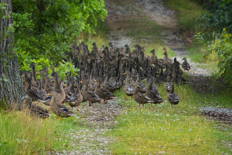 Wild ducks stock photo. Image of farm, ducks, agricultural - 96163806