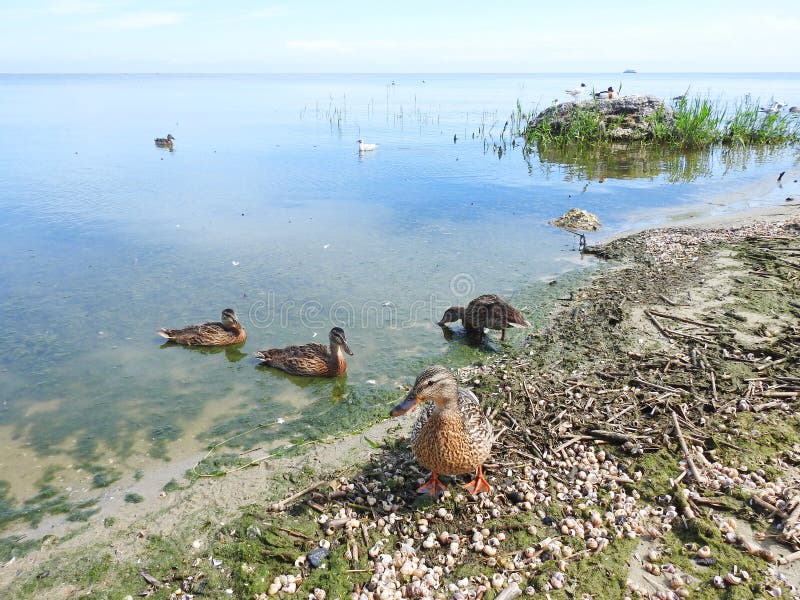 Wild Ducks in Curonian Spit , Lithuania Stock Image - Image of bird ...