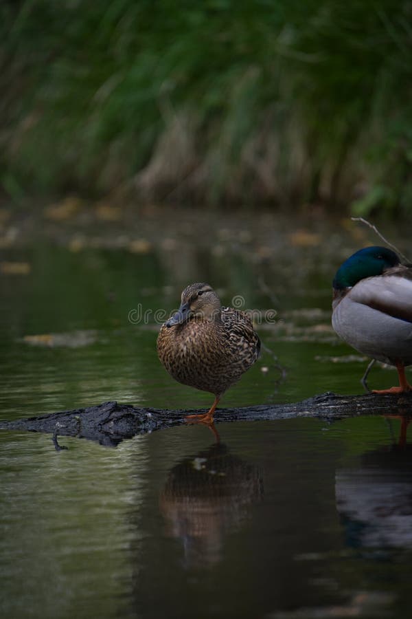 Some ducks chilling stock photo. Image of water, ducks - 299146506