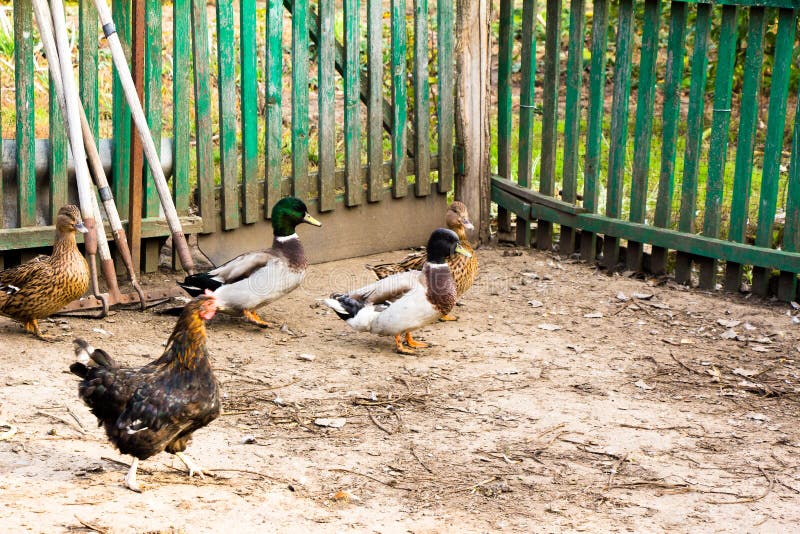 Wild Ducks on the Farm with Chickens Nearby Stock Image - Image of ...