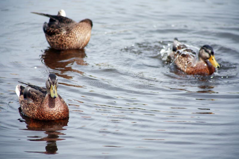 Wild Ducks stock photo. Image of life, outdoors, environment - 57864920