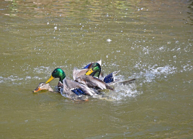 Wild Ducks Fighting in the Lake Stock Photo - Image of lake, animals ...