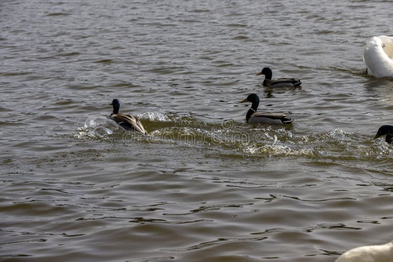 Wild Ducks Fighting for Territory during Nesting Stock Photo - Image of ...