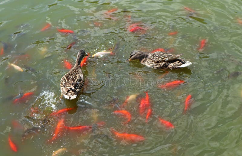 Wild Ducks and Fish in the Lake Stock Photo - Image of fish, duck ...
