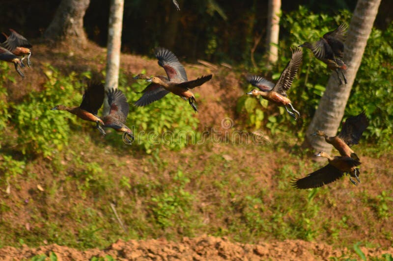 Wild ducks on flight stock image. Image of birds, birdsonflight - 180950455