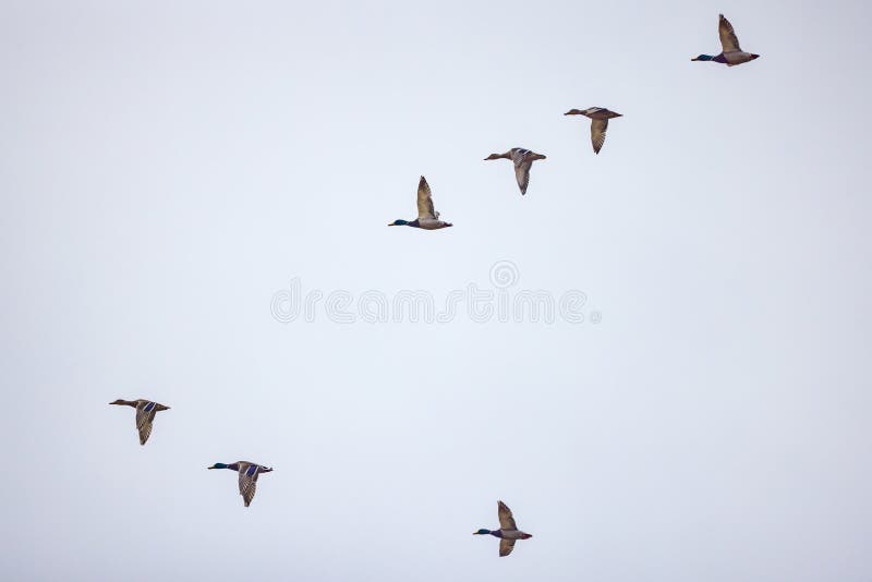 Wild ducks in flight stock photo. Image of mallard, beautiful - 270534844