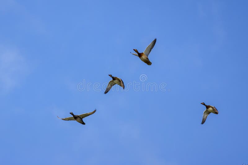 Wild ducks in flight stock image. Image of ducks, fauna - 269944641