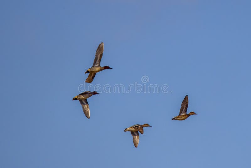 Wild ducks in flight stock photo. Image of wildlife - 269944684