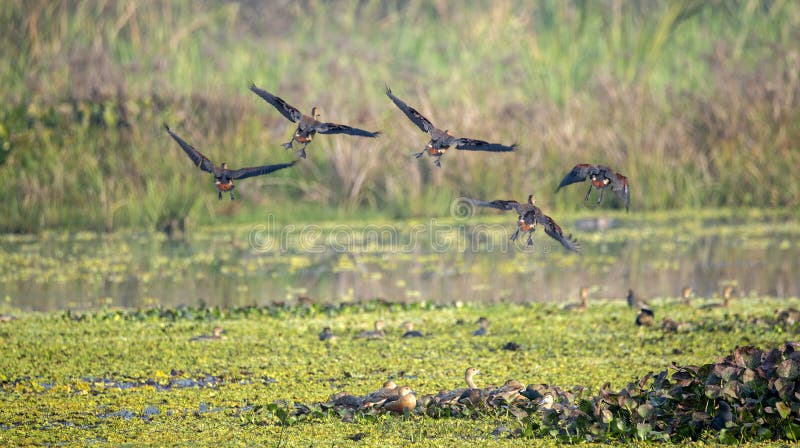 Wild ducks in flight stock image. Image of animal, flight - 266576797