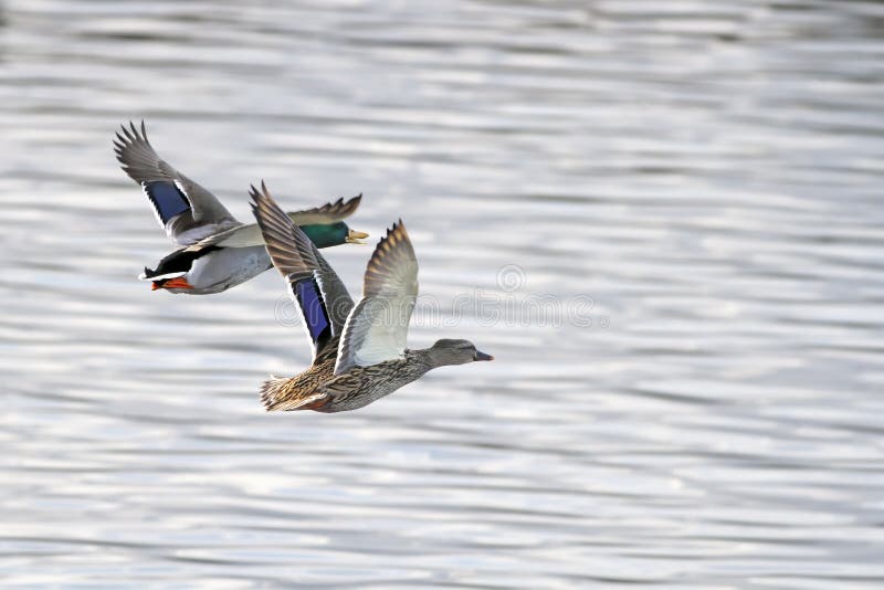 Ducks in Flight stock photo. Image of wild, snow, flying - 4038676