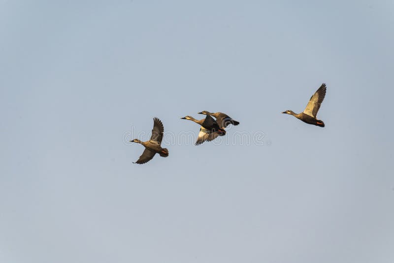 Wild Ducks are Flying in the Air Stock Image - Image of bird, eagle ...