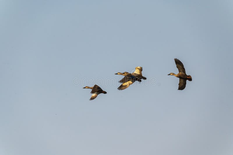 Wild Ducks are Flying in the Air Stock Photo - Image of ducks, wing ...