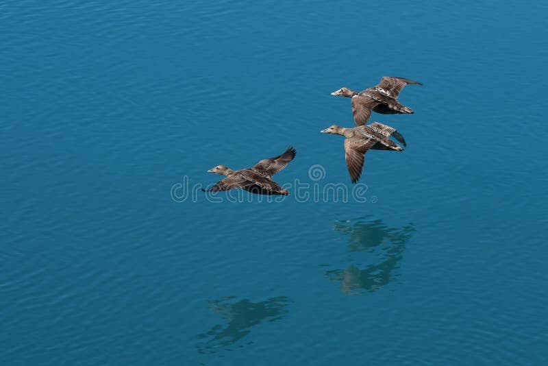 Wild Ducks Flying in Formation Stock Photo - Image of water, ducks ...