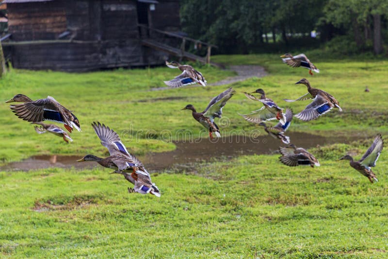 Wild Ducks Flying Over a Pond Stock Photo - Image of habitat, aerial ...