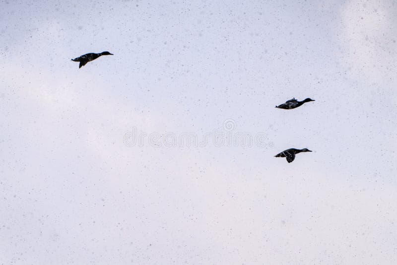 Wild Ducks Flying in the Sky during Snowfall Stock Image - Image of drawing, iron: 401260951