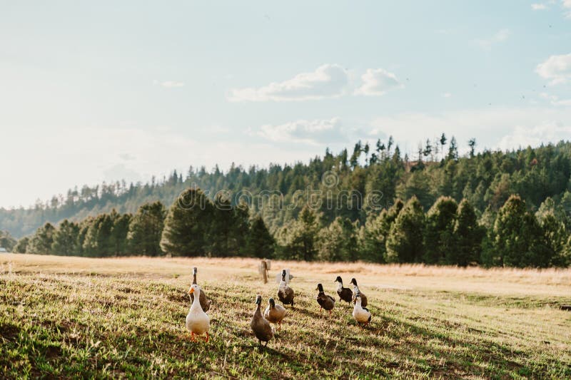 Wild ducks stock image. Image of grass, pasture, grassland - 262959007