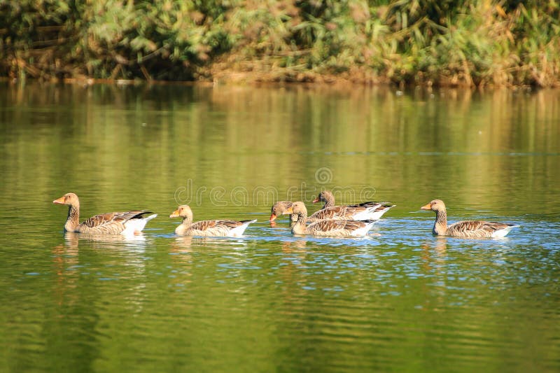 Wild Ducks on the Lake Near Danube River in Germany Stock Photo - Image ...