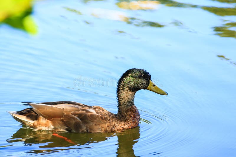 Wild Ducks on the Lake Near Danube River in Germany Stock Photo - Image ...