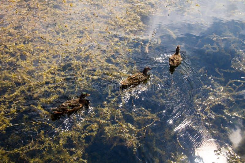 Wild ducks on the lake stock image. Image of beauty, feather - 98312273