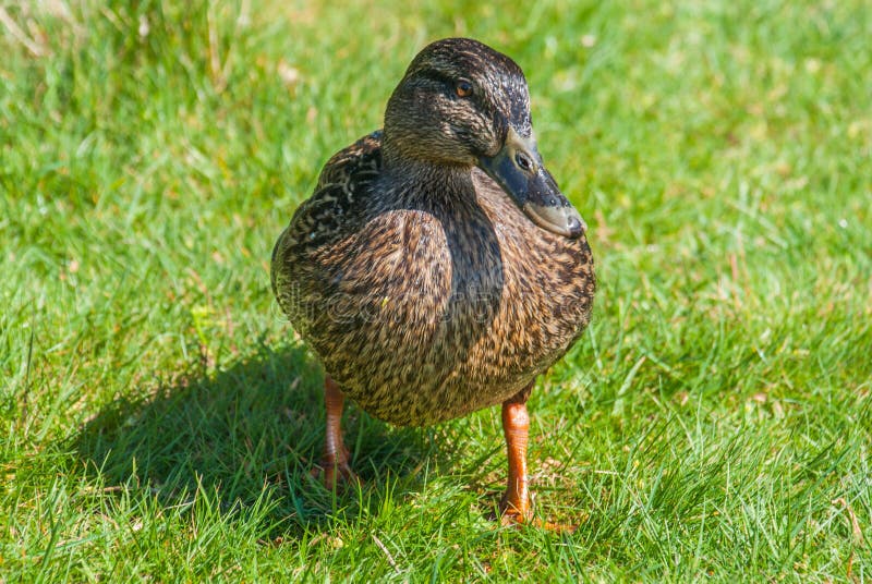 Wild Ducks on the Lawn, Spring Landscape Stock Photo - Image of alone ...