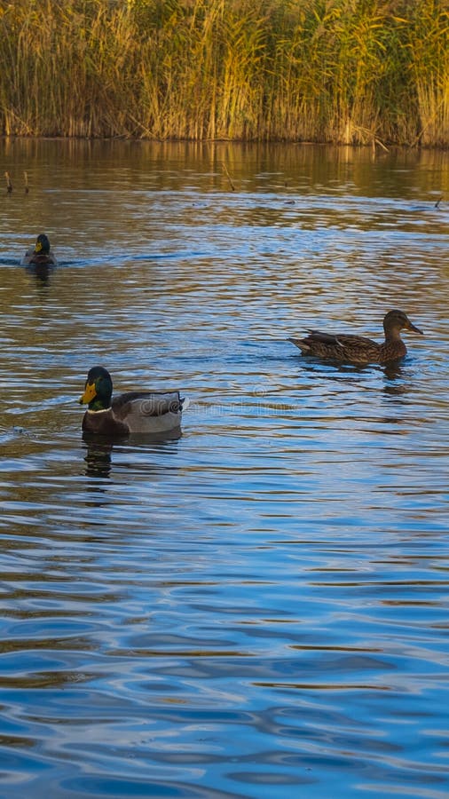 Wild Ducks. the Mallard or Wild Duck Stock Image - Image of green, cute ...
