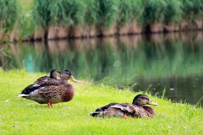 Wild ducks stock photo. Image of woodsmen, mallards, land - 40244532